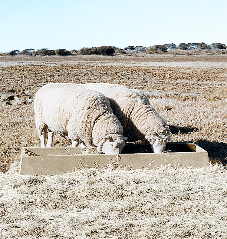 M Series Water Troughs | Coerco